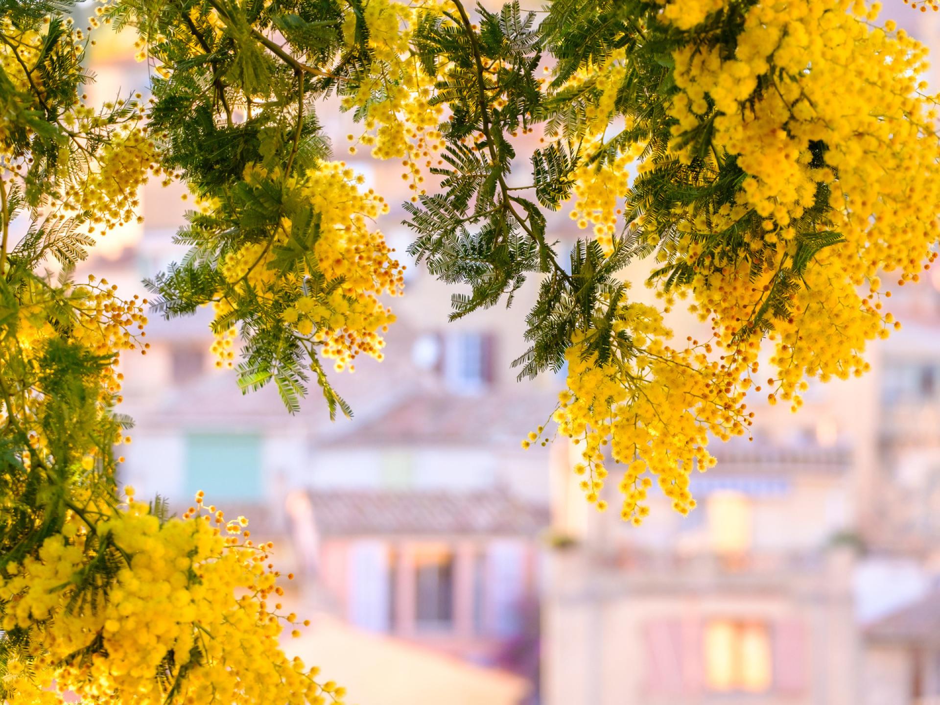 La route du mimosa en Provence : secrets d’une fleur du Sud | Provence ...