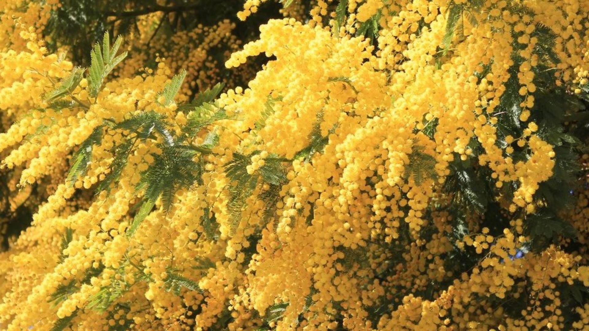 The Mimosa Route of Provence-Alpes-Côte d’Azur: Our 5-step guide