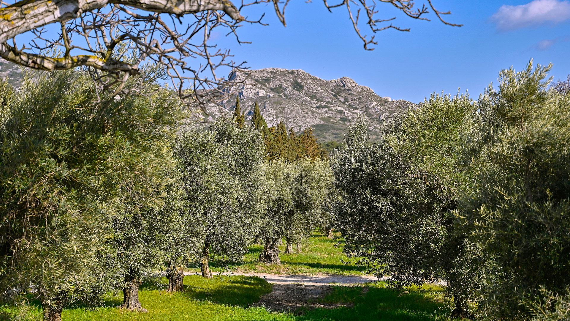 La Provence, côté nature | Provence-Alpes-Côte d'Azur Tourisme