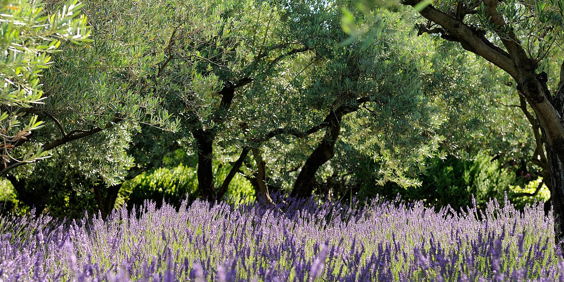 Explore the wonders of the Regional Natural Parks of Provence