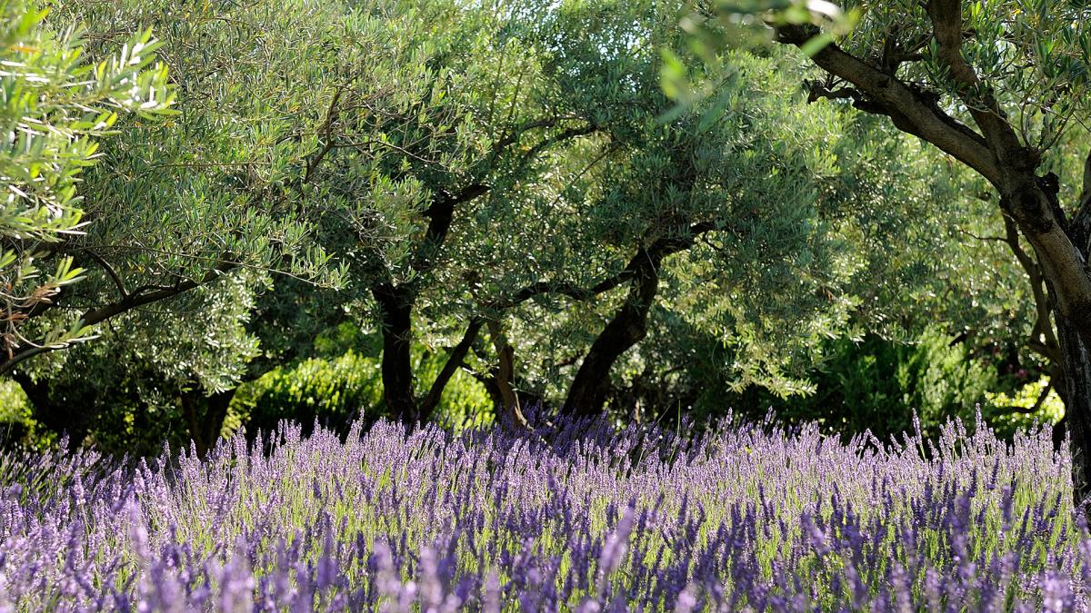 La Provence, côté nature | Provence-Alpes-Côte d'Azur Tourisme