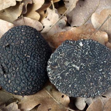 The black diamond of Provence: where to find the tastiest truffles
