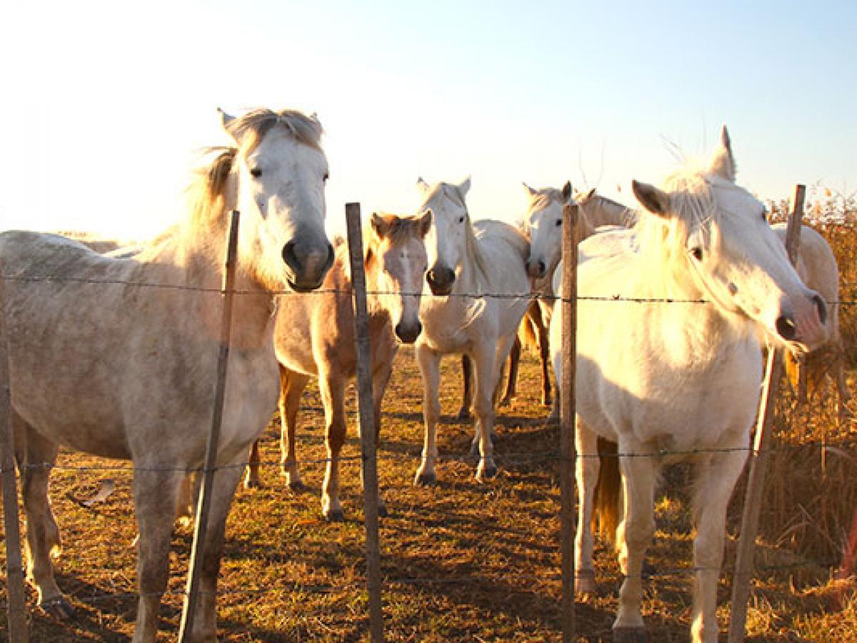 Le meilleur des balades à cheval en Provence