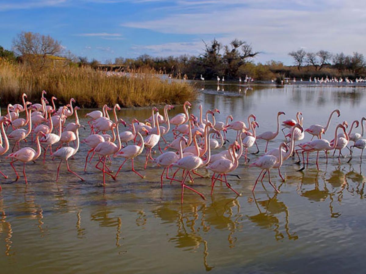 The Camargue Coast: Discover the Wild West of France