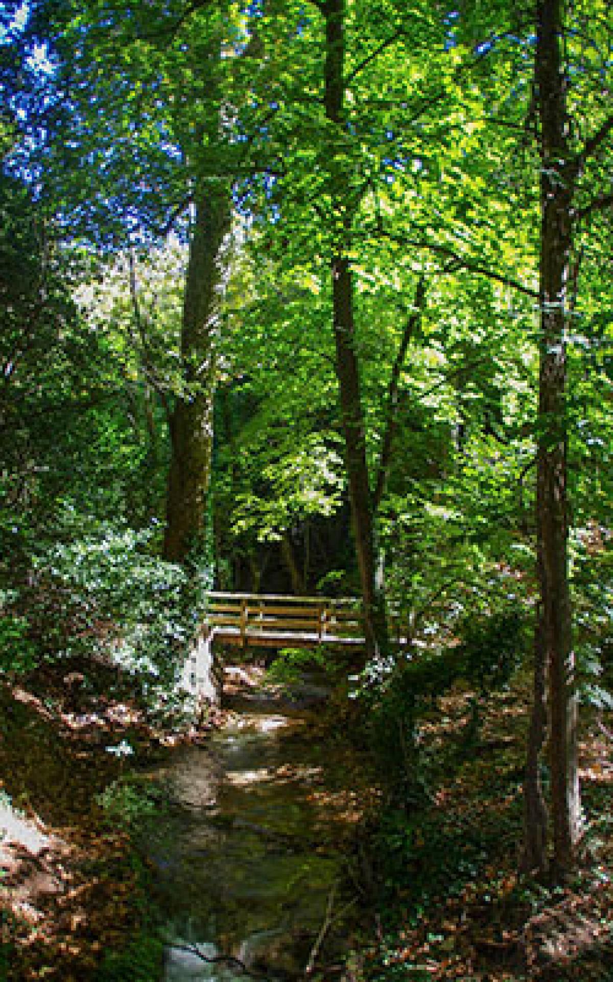 La végétation en Provence