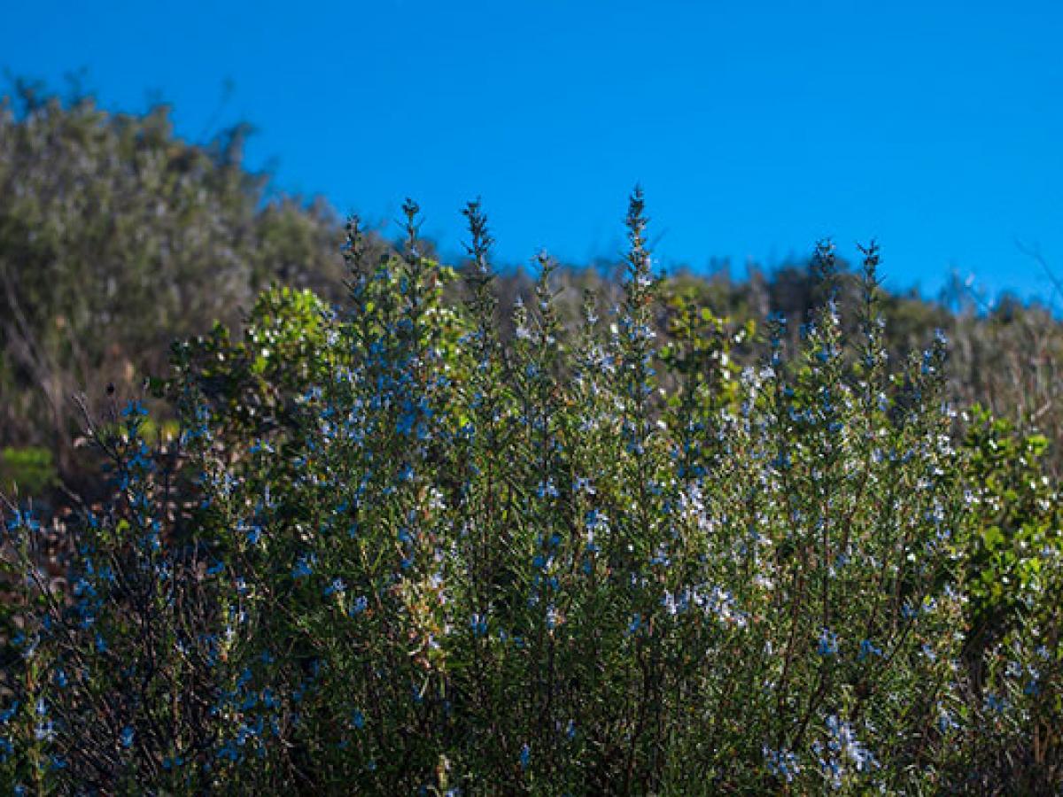 La végétation en Provence