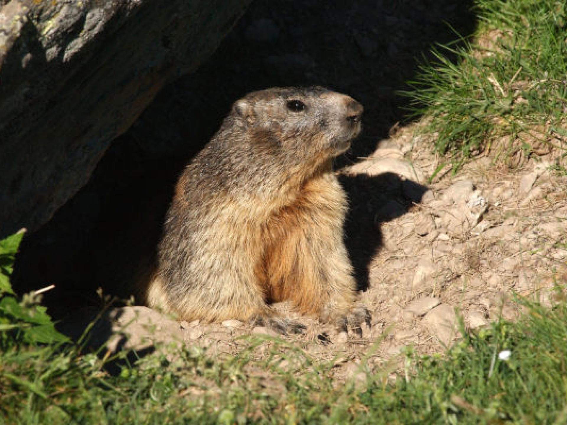 Parcs animaliers & réserves : rencontre avec les animaux | Provence ...