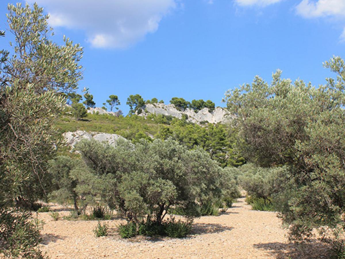 Provence: A wild vegetation that stems from centuries past