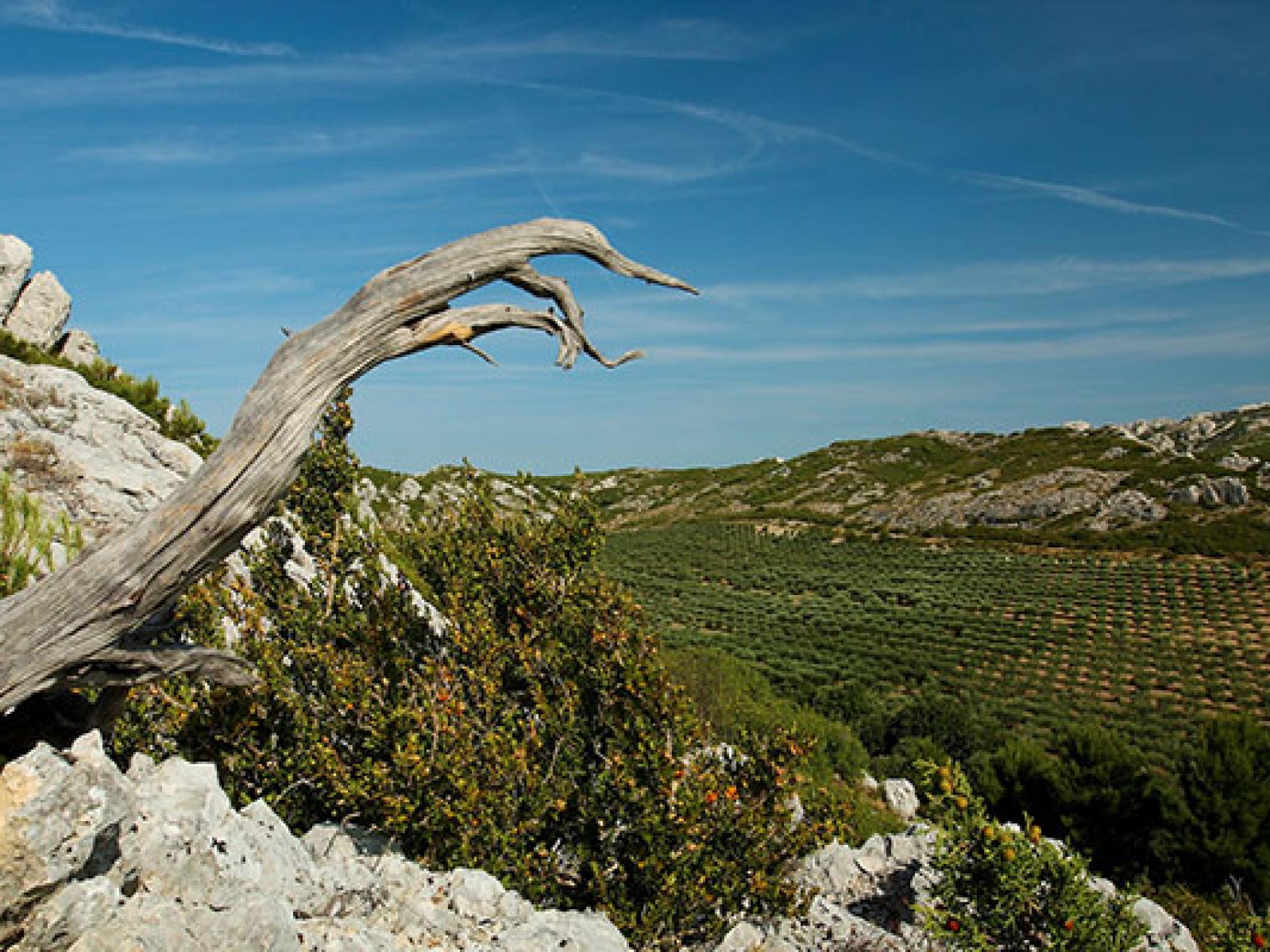 Explore the wonders of the Regional Natural Parks of Provence