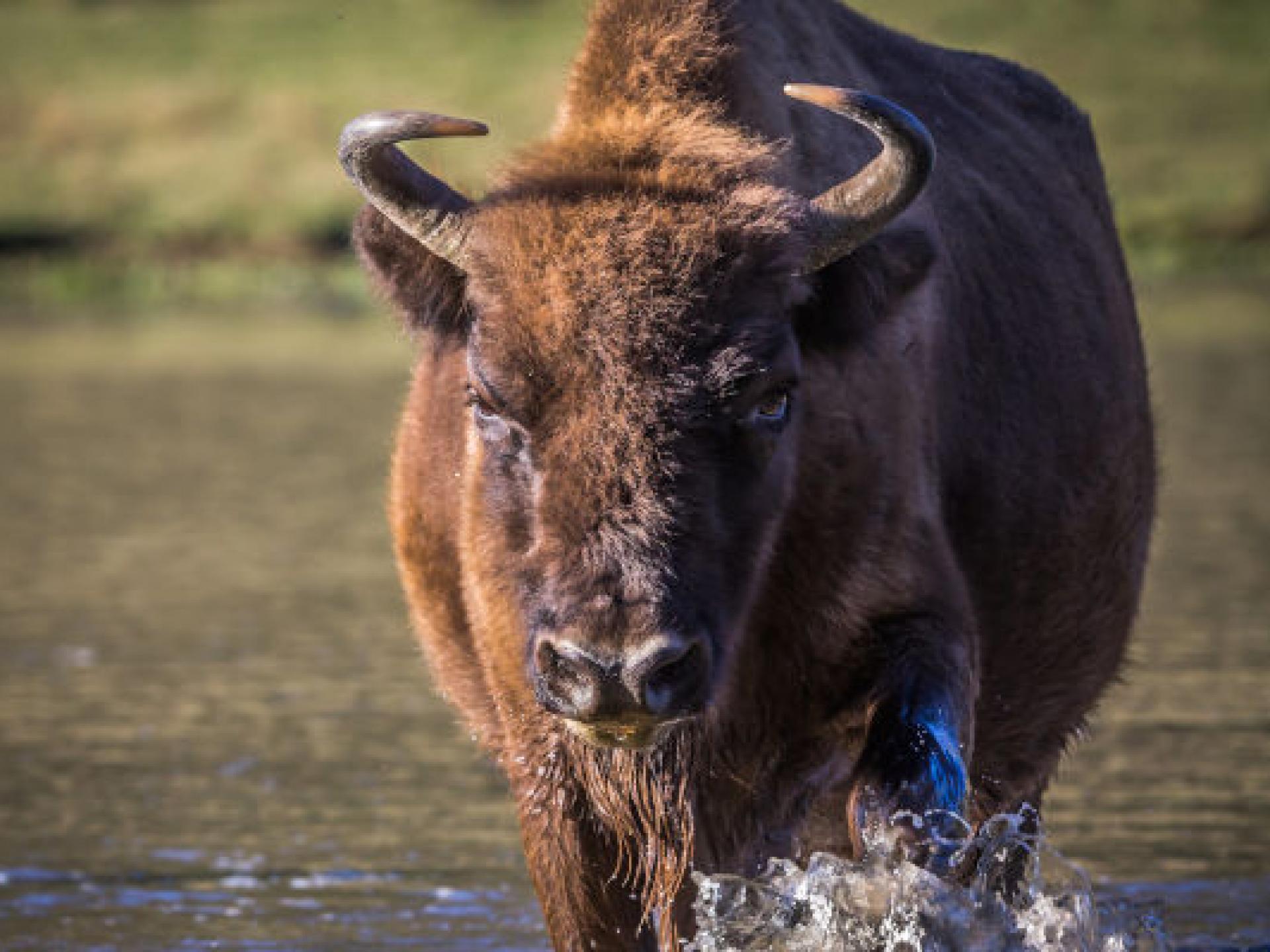 Parcs animaliers & réserves : rencontre avec les animaux | Provence ...