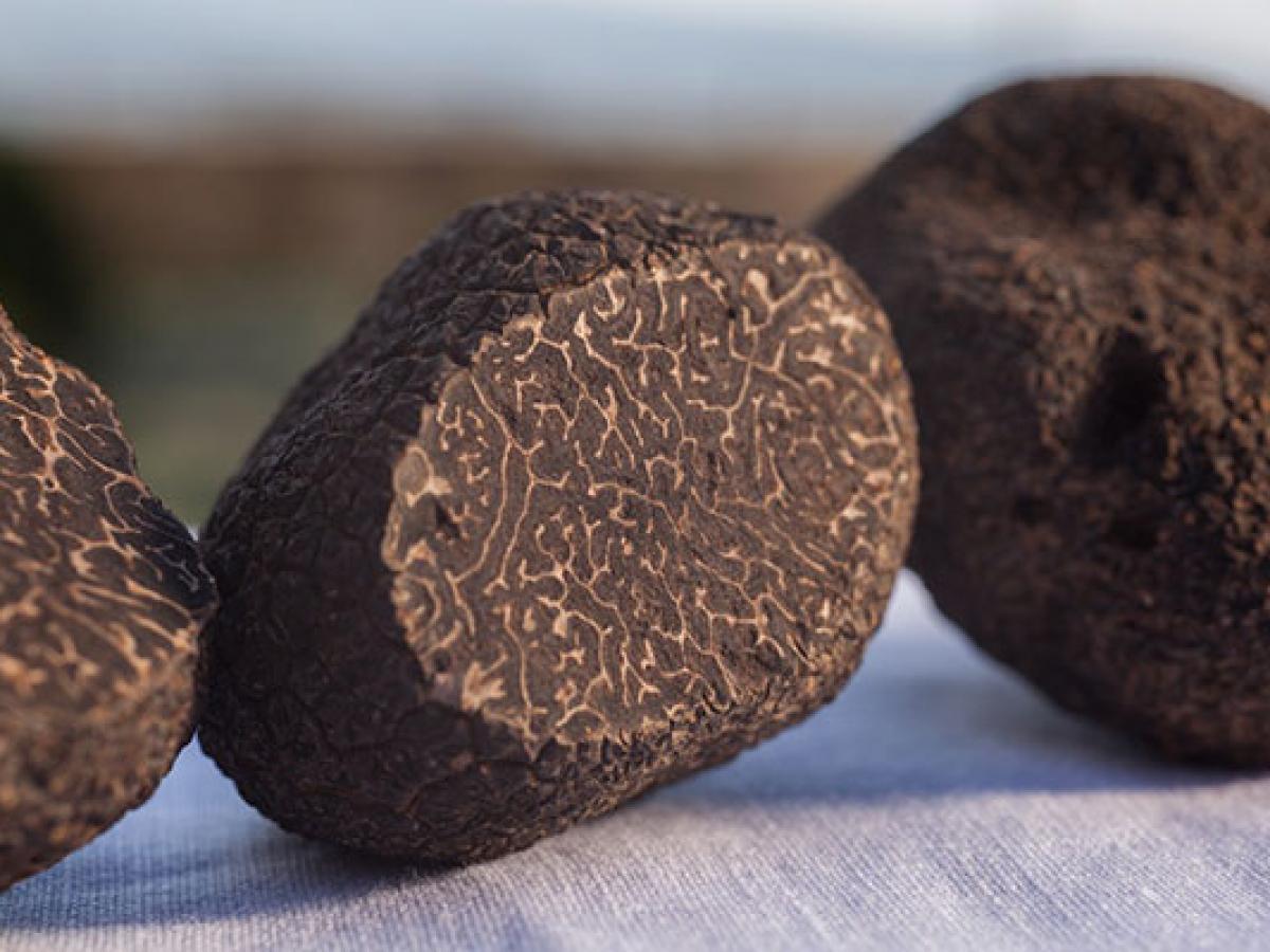 Truffles in Provence: The black diamond is a rare specialty in the region