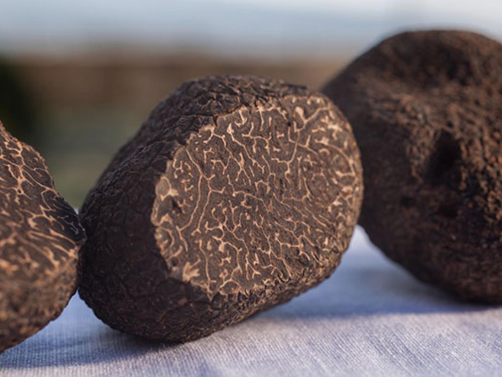 Truffles in Provence: The black diamond is a rare specialty in the region