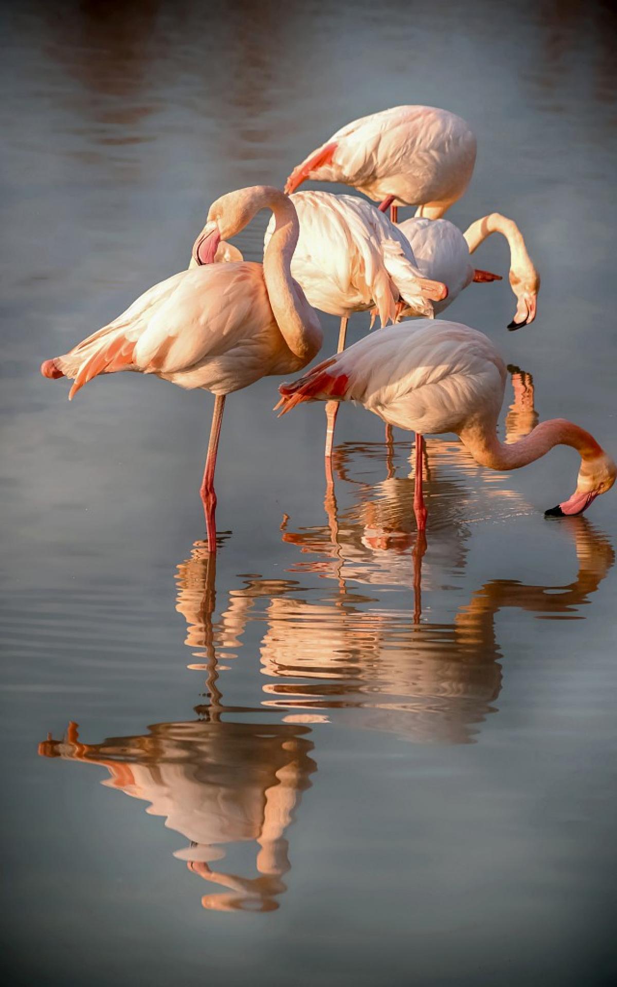 Vis ma vie de flamant rose en Camargue | Provence-Alpes-Côte d'Azur ...
