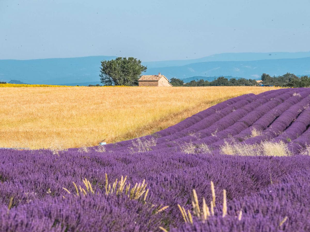 5 spots pour admirer les lavandes en fleurs | Provence-Alpes-Côte d ...