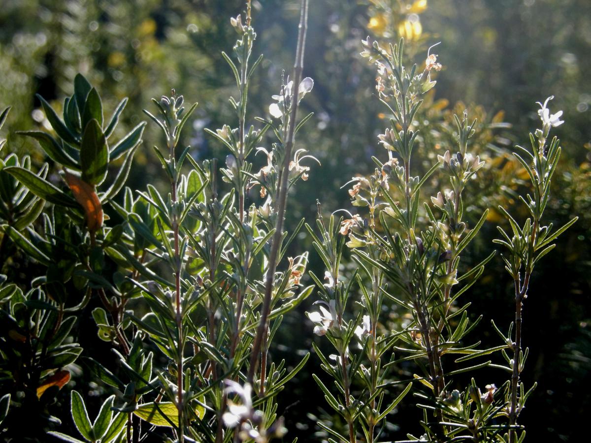 Discovering edible wild plants | Provence-Alpes-Côte d'Azur Tourism