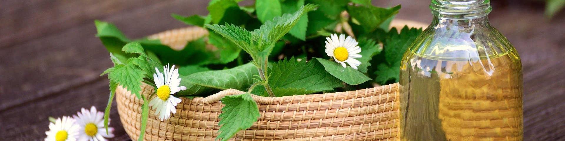 Discovering edible wild plants | Provence-Alpes-Côte d'Azur Tourism