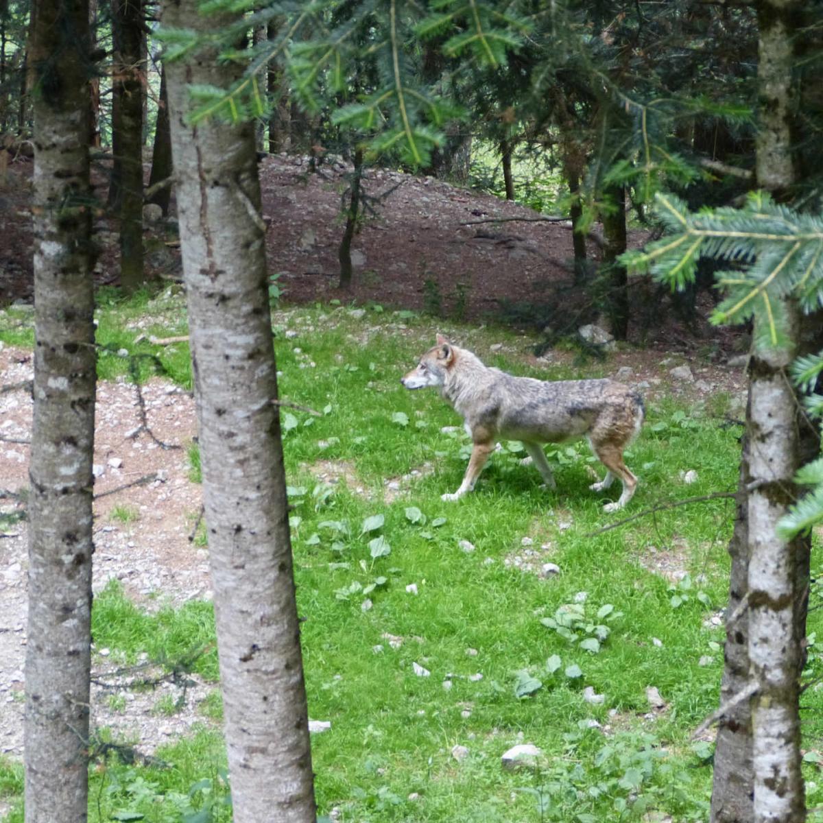 Parcs animaliers & réserves : rencontre avec les animaux | Provence ...