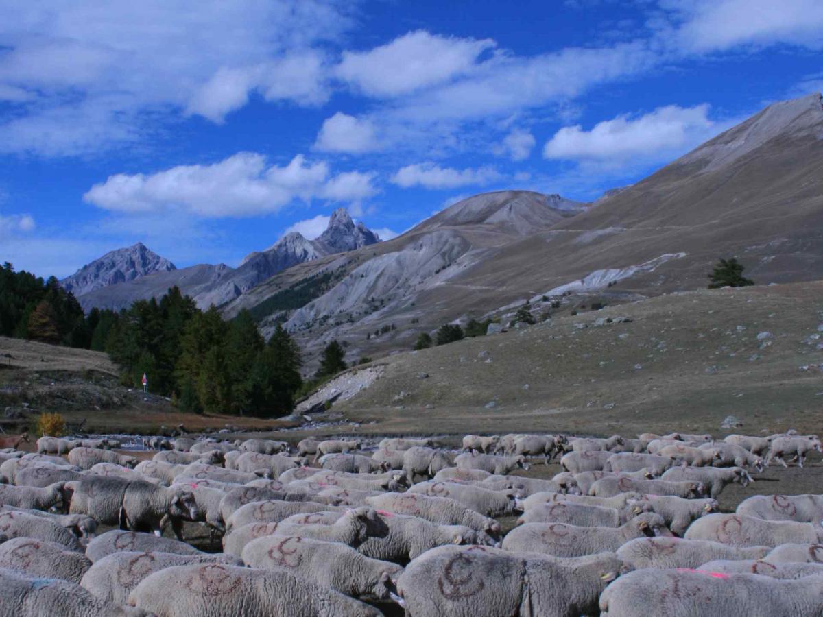 La Routo® : from transhumance trail to hiking | Provence-Alpes-Côte d ...