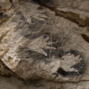 Cosquer Cave Marseille, from Sea to Land | Provence-Alpes-Côte d'Azur ...