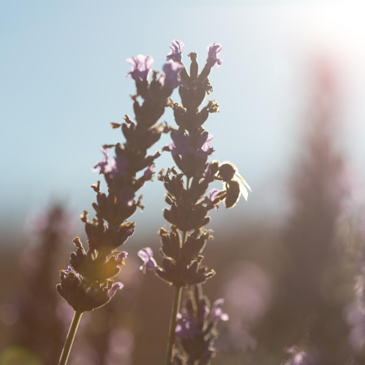 5 goodreasons to use lavender essential oil every day | Provence-Alpes ...