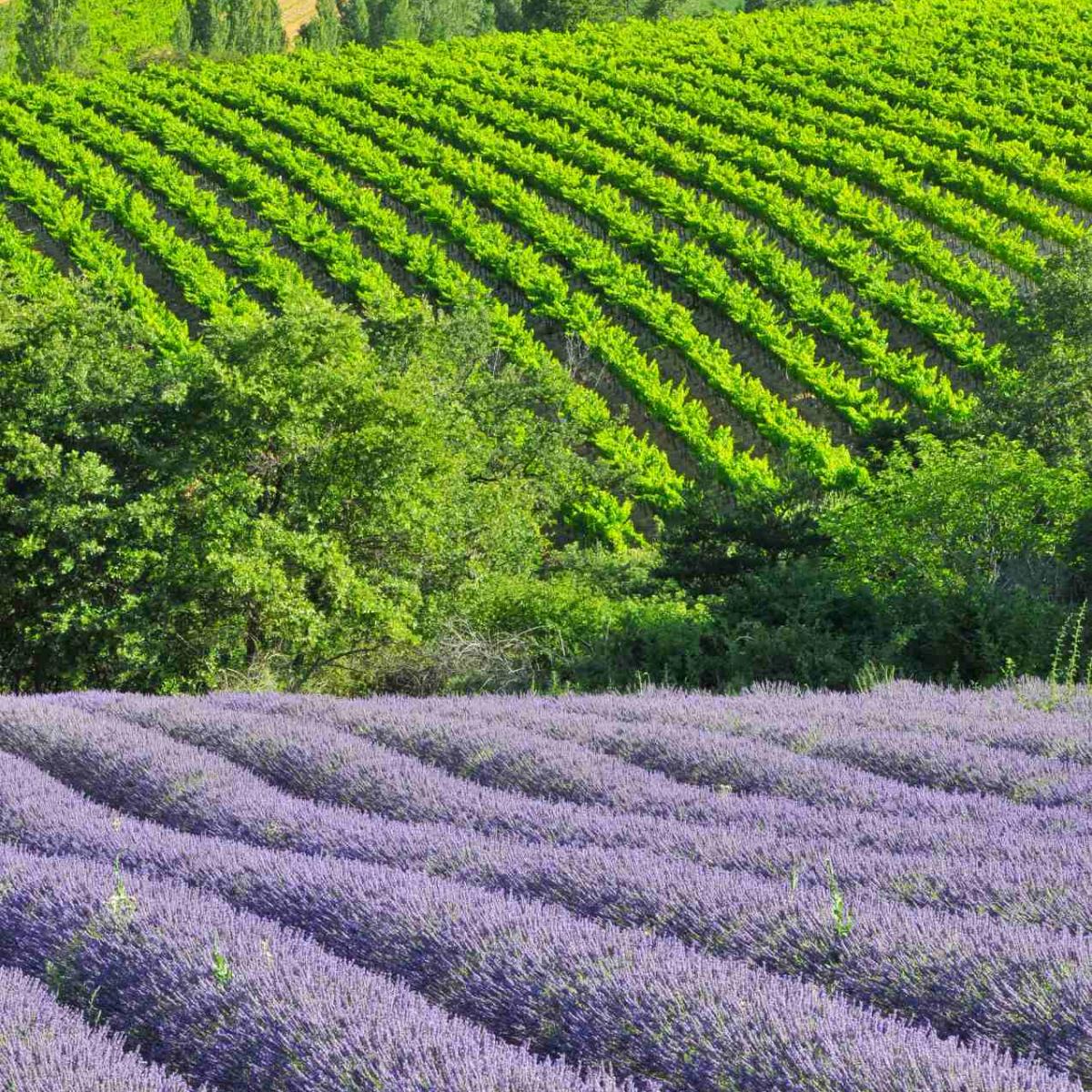 Top 5 des sentiers vignerons en Provence | Provence-Alpes-Côte d'Azur ...