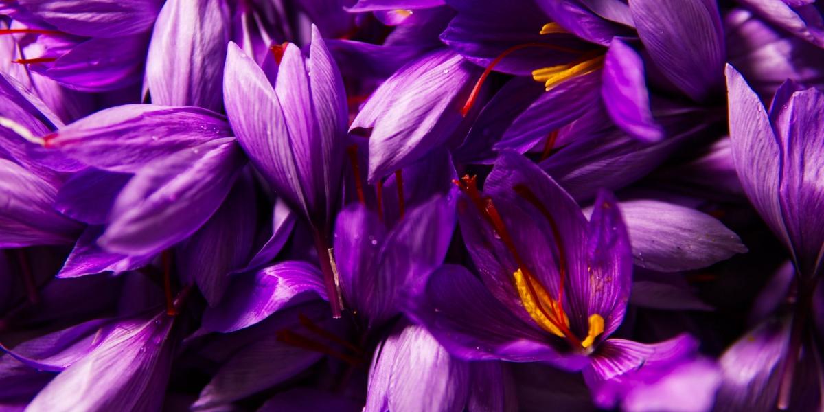 Sur la route du safran en Provence Percez tous les secrets du safran en ...