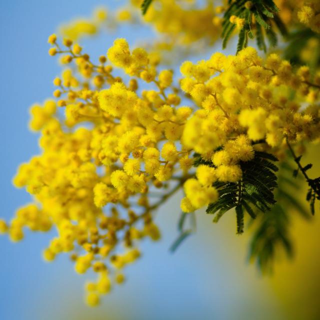 Everyhting you need to know aboout mimosa in theSouth | Provence-Alpes ...