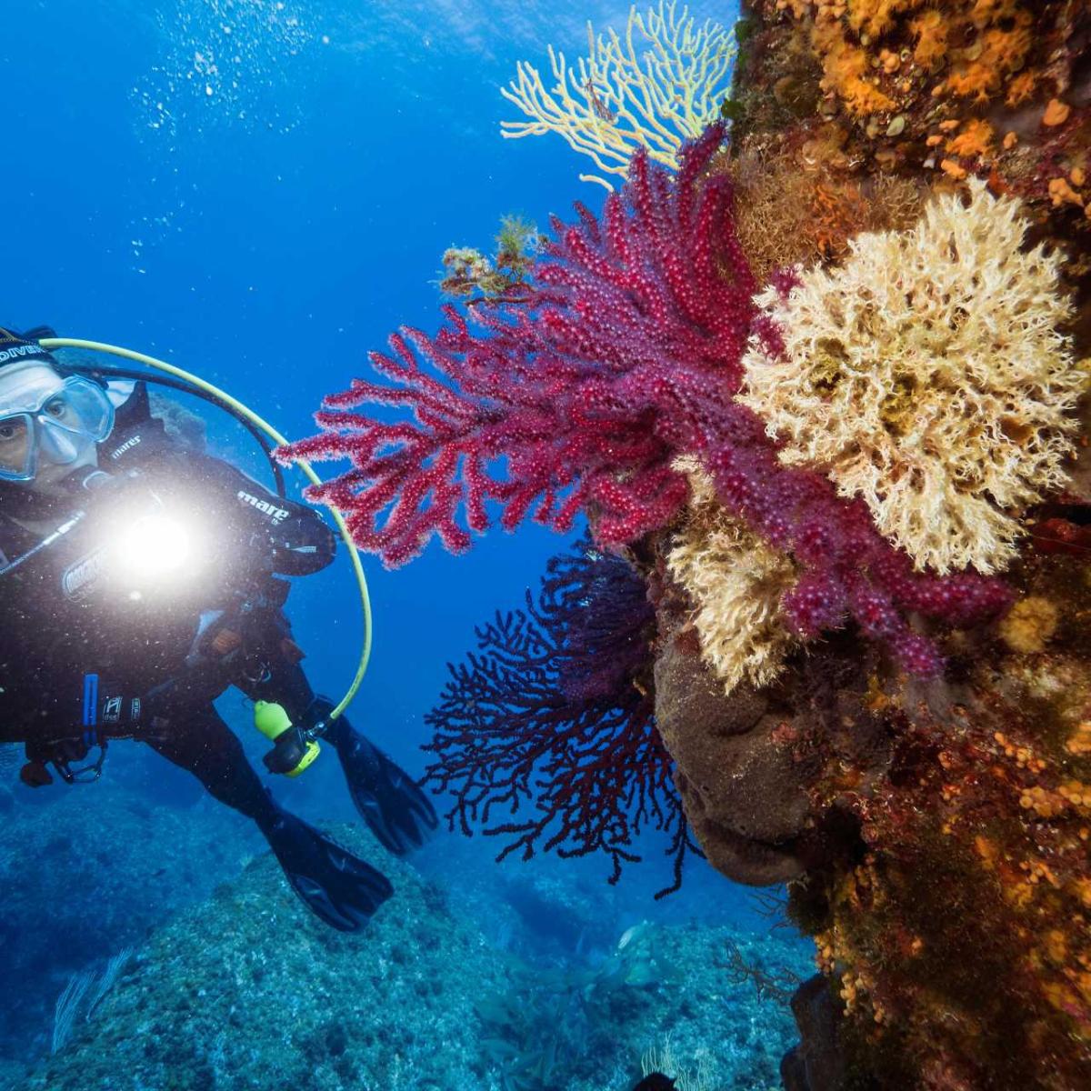 Top 6 not-to-be-missed diving spots in the South of France | Provence ...