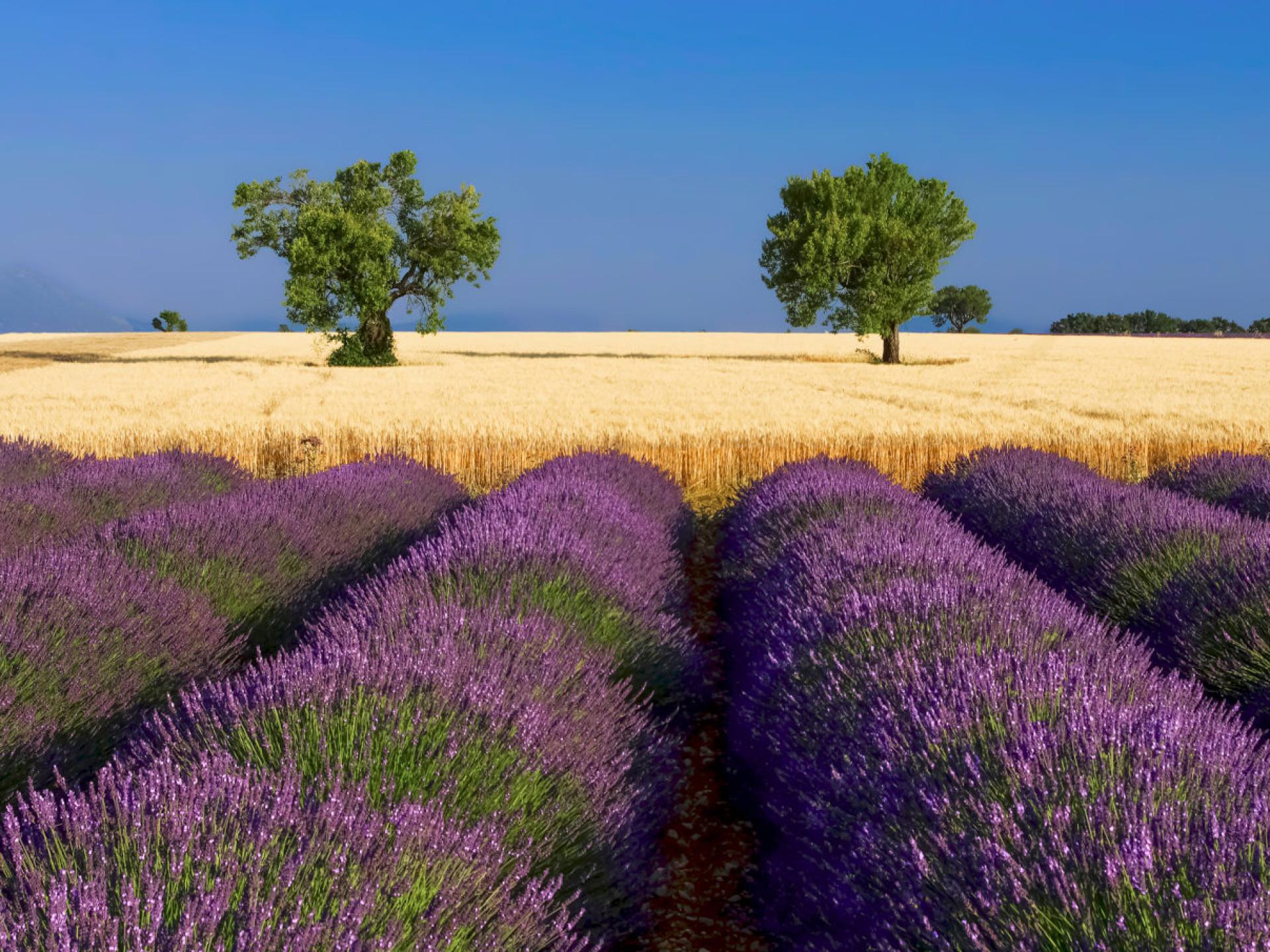 Tout savoir sur la lavande en Provence | Provence-Alpes-Côte d'Azur ...