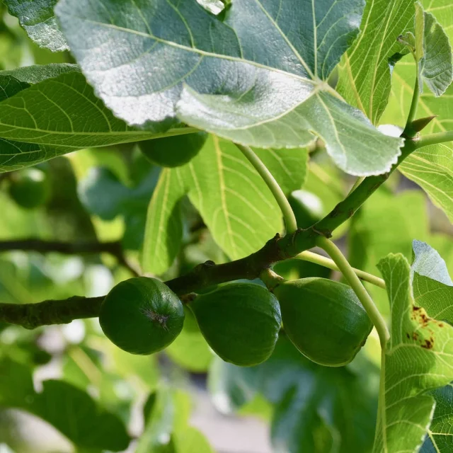 The landscapes of the South: emblematic crops | Provence-Alpes-Côte d ...