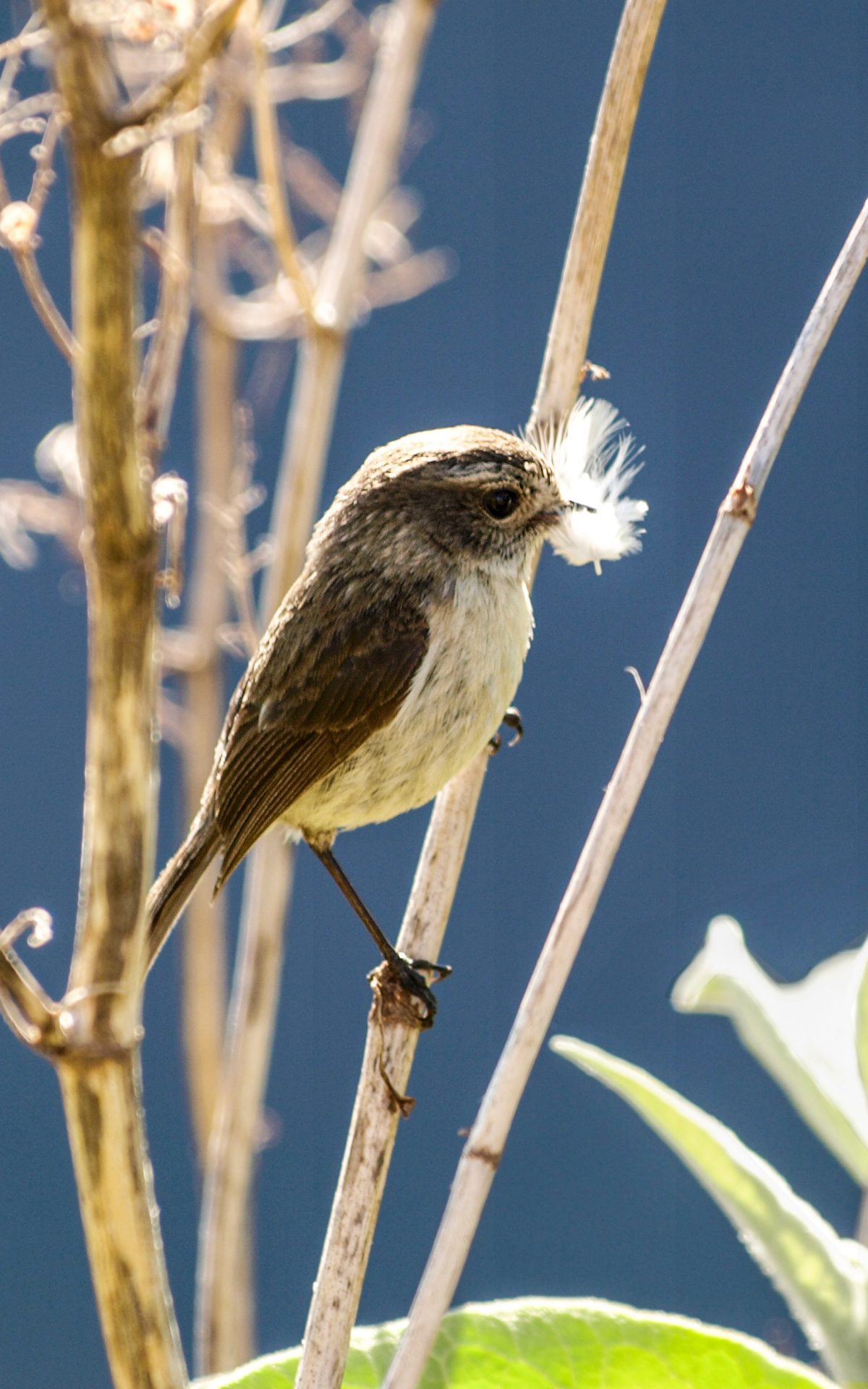 Les animaux | Île de la Réunion Tourisme