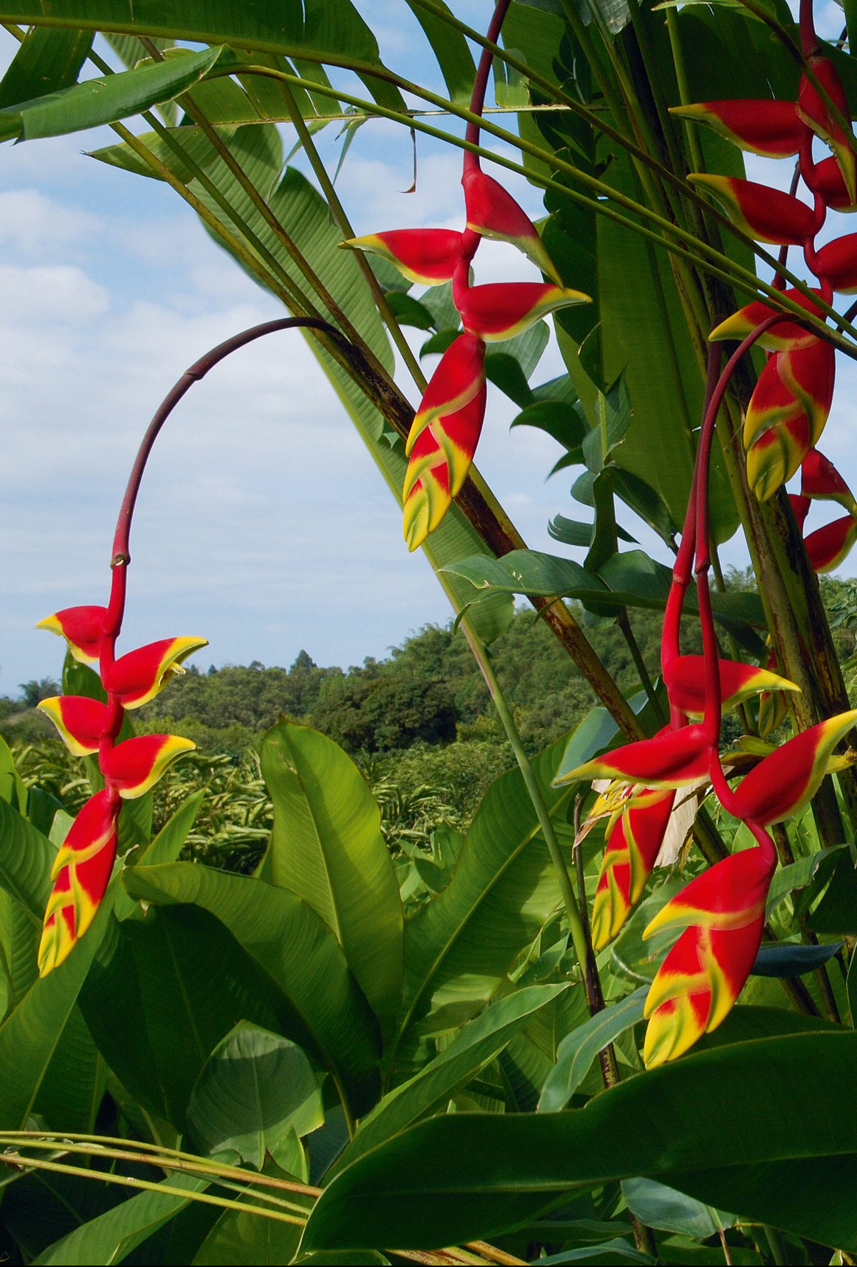 La Réunion : végétationet fleurs tropicales