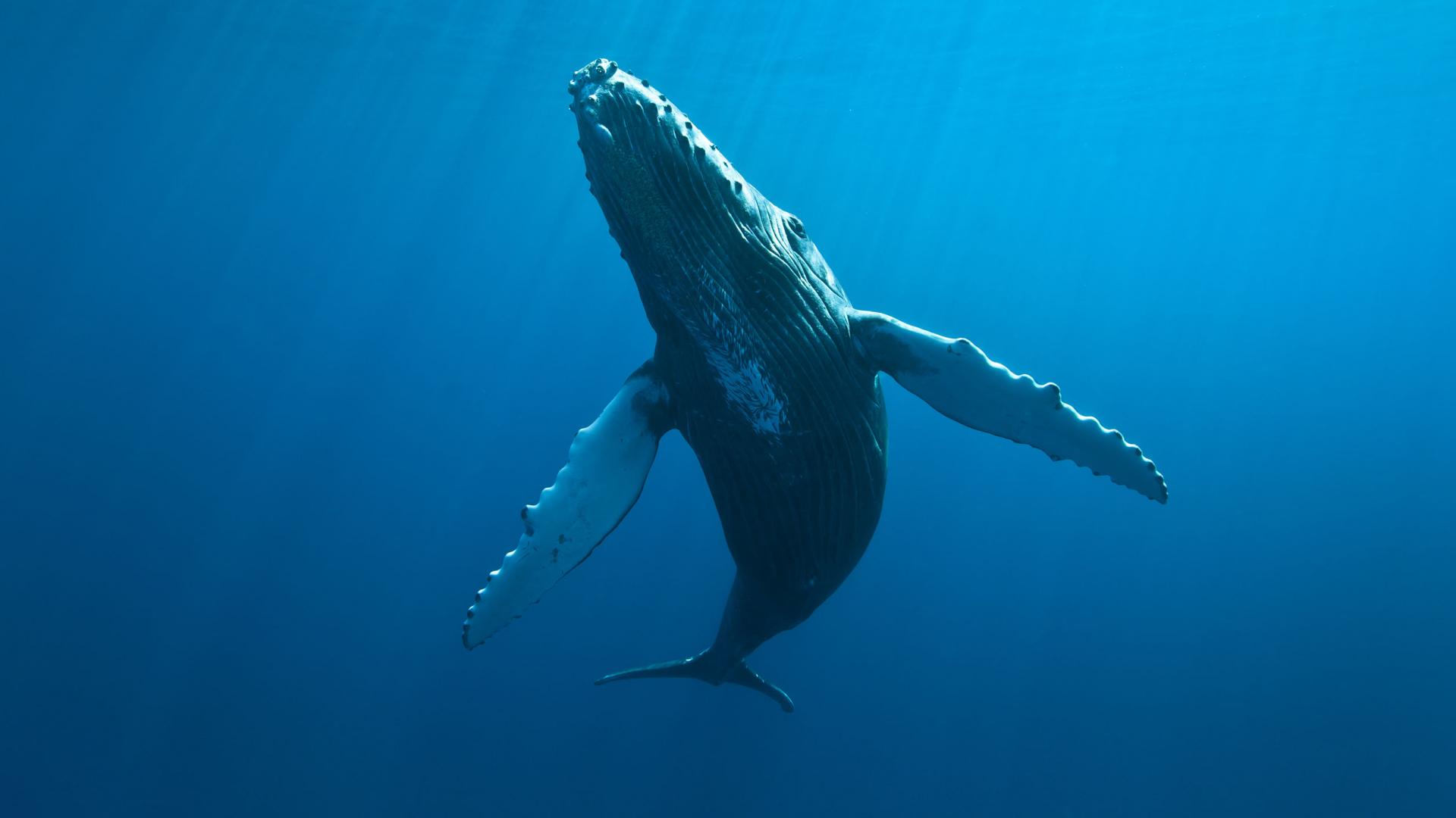 Observation des dauphins et des baleines | Île de la Réunion Tourisme