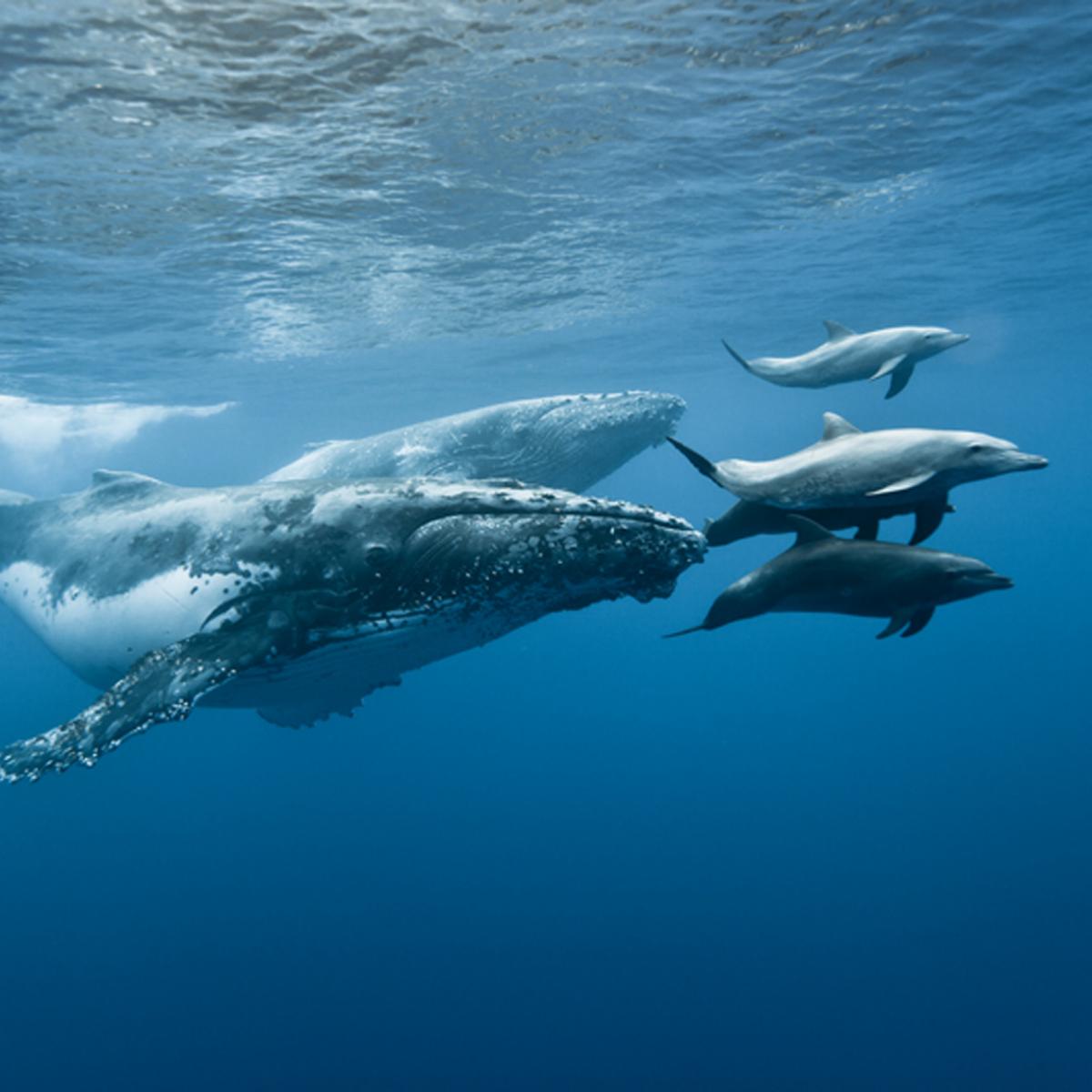 Beobachtung von Walen und Delfinen | Île de la Réunion Tourisme