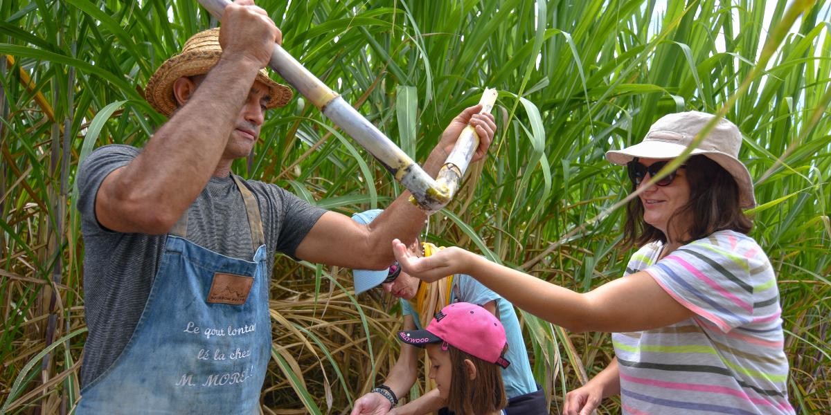 Creole flavours, from field to the plate | Île de la Réunion Tourisme