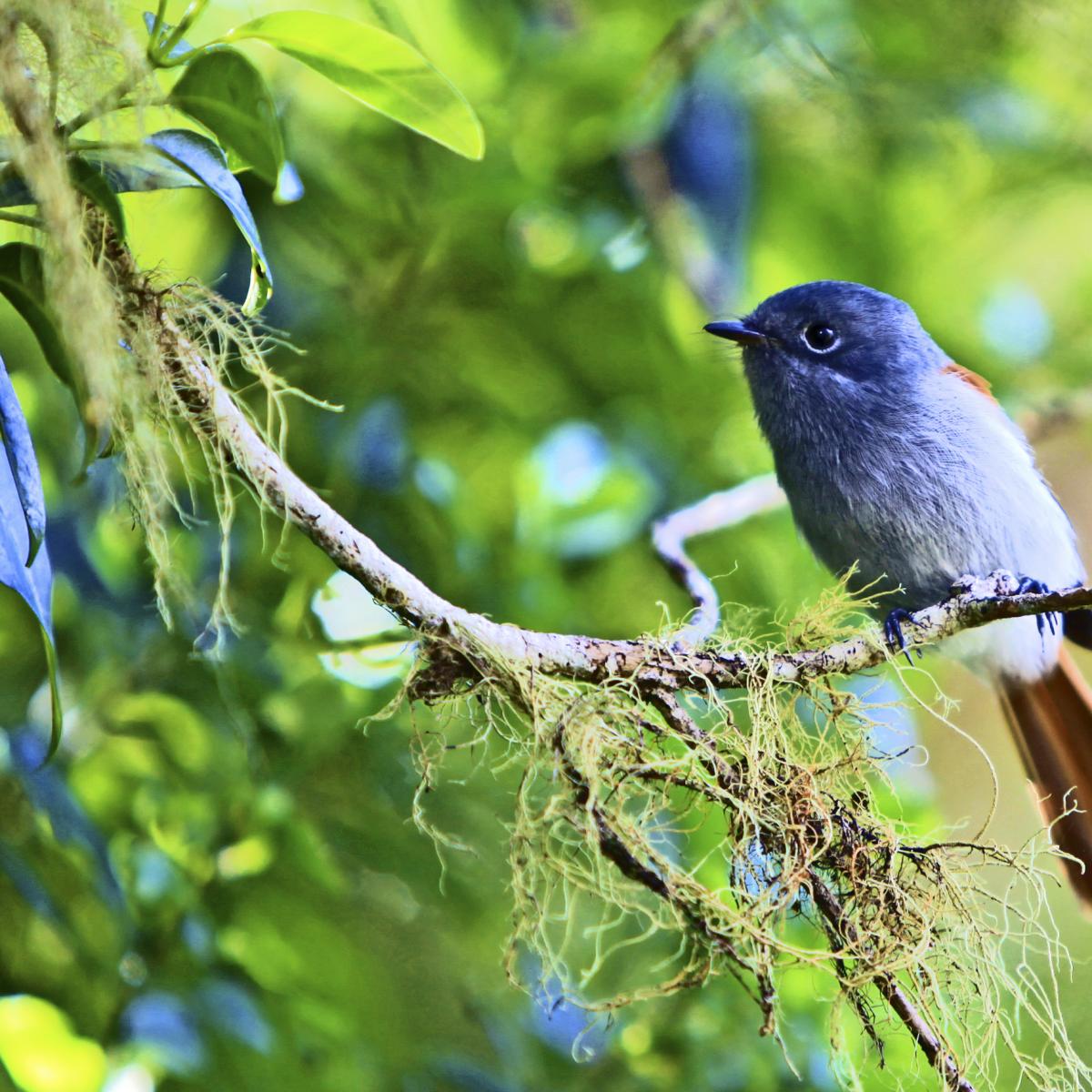 So bewahrt | Île de la Réunion Tourisme