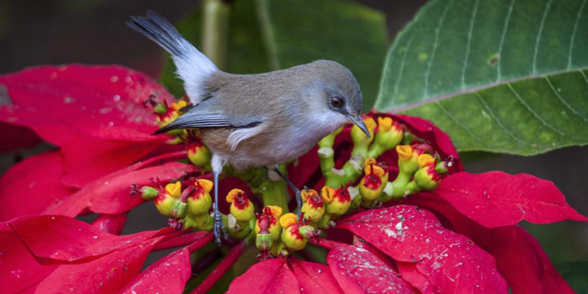 Reunion Island National Park | Île de la Réunion Tourisme
