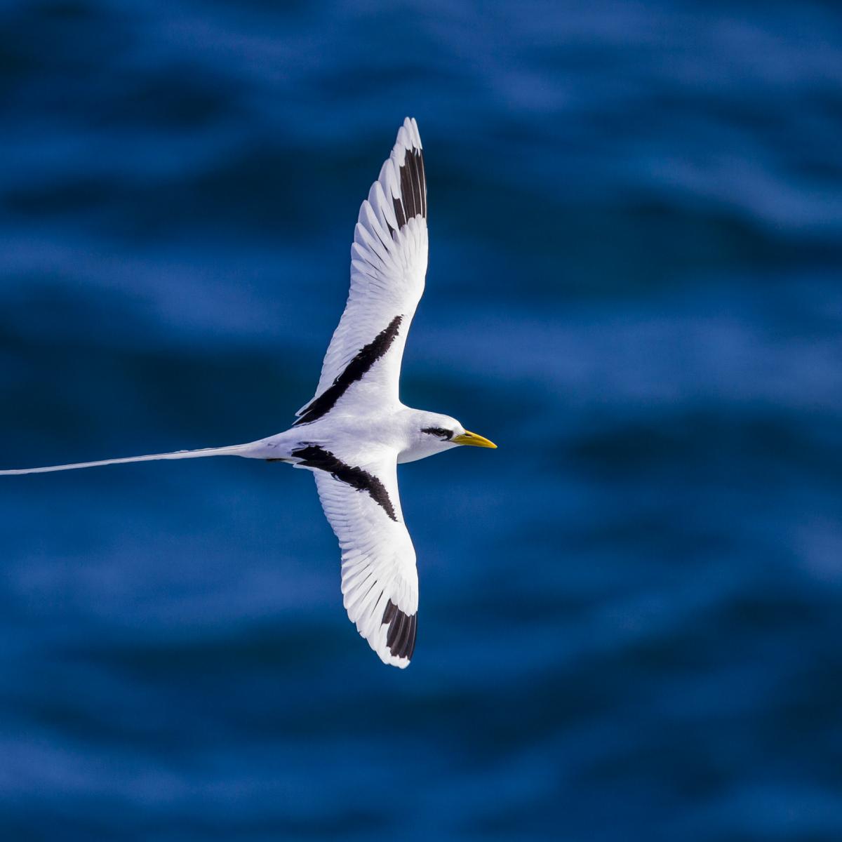 Intensément biodiversité | Île de la Réunion Tourisme