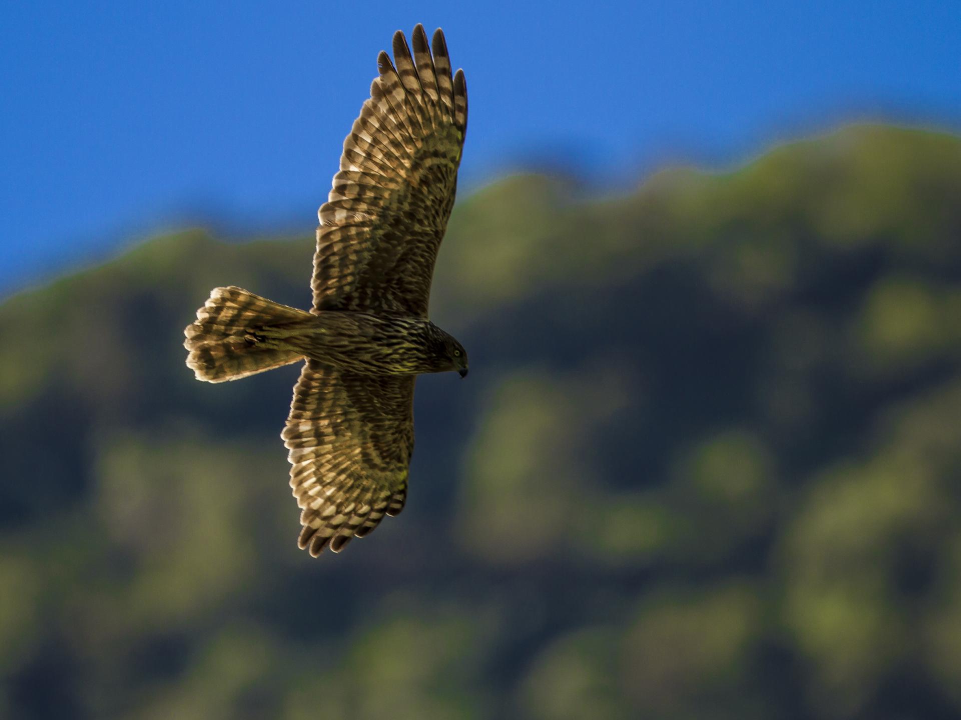 Die Tierwelt | Île de la Réunion Tourisme