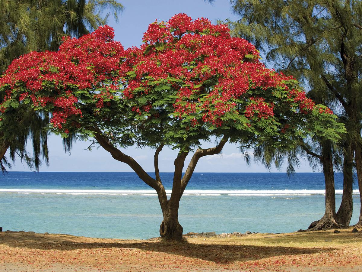 Fleuriste Sainte Marie Ile De La Reunion at Janelle Mayo blog