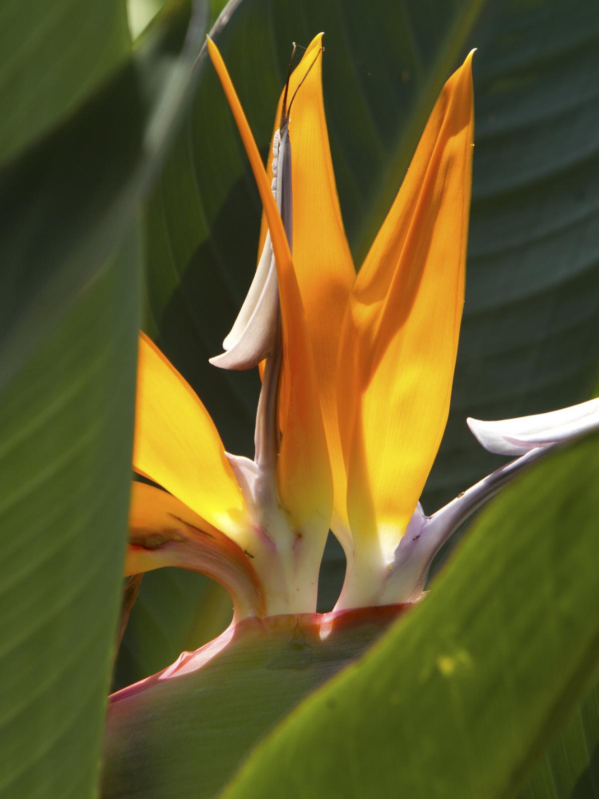 Die Orchidee | Île de la Réunion Tourisme