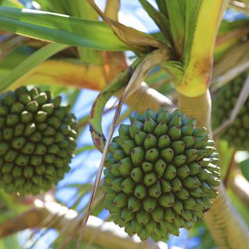 Intensely authentic | Île de la Réunion Tourisme
