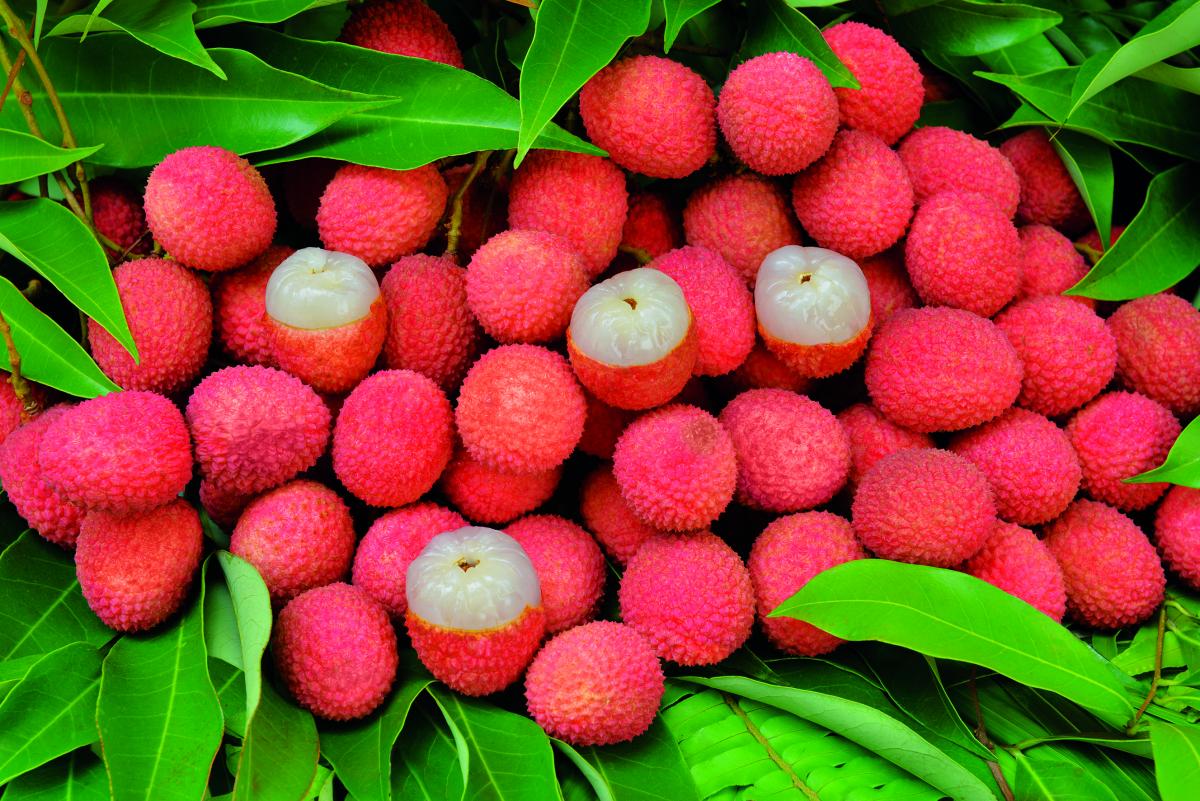 Die Litschi | Île de la Réunion Tourisme