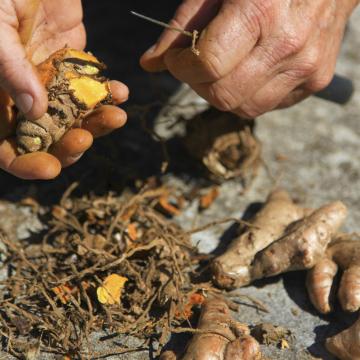 Le Curcuma | Île de la Réunion Tourisme