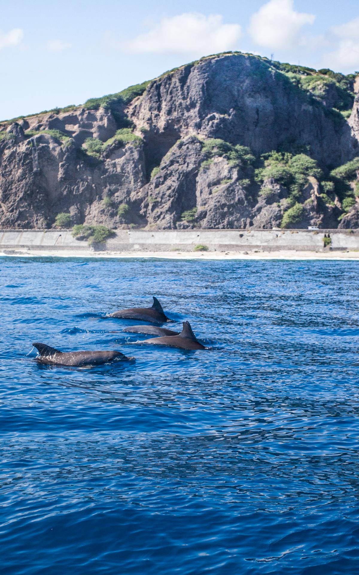 Baleines à La Réunion : cap sur les géants des mers