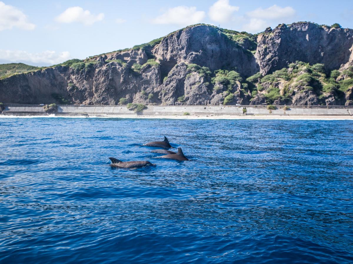Faune et Flore de la Réunion : une île pleine de richesse