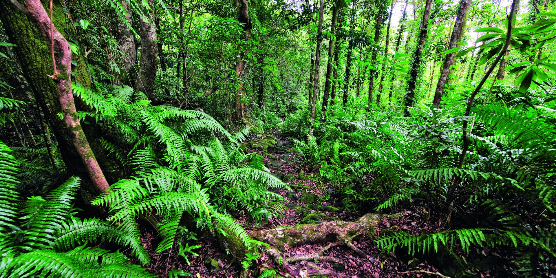 Une végétation luxuriante
