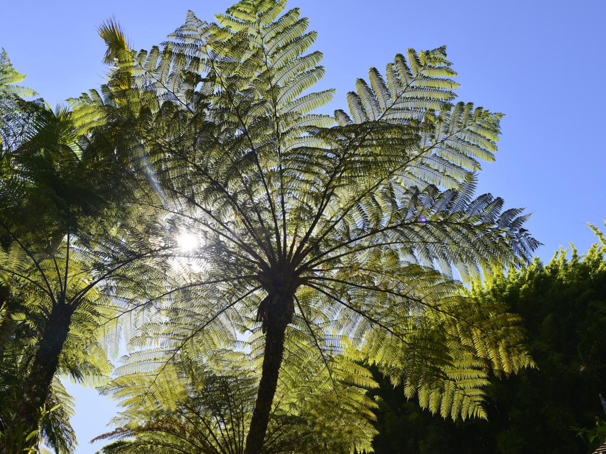4 Fotos von der Insel La Réunion | Île de la Réunion Tourisme