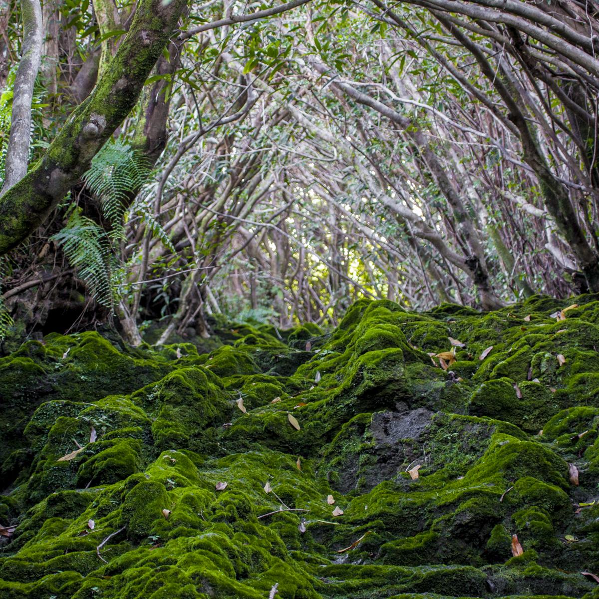 The East Coast | Île de la Réunion Tourisme