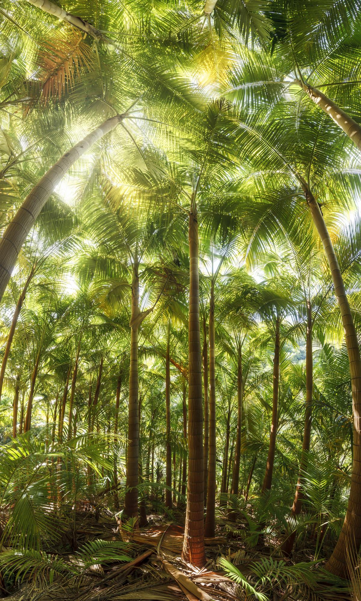 Le Palmiste | Île de la Réunion Tourisme